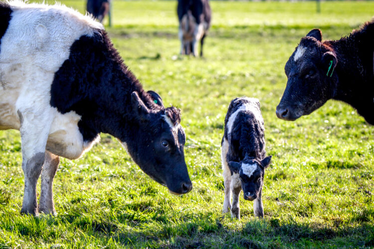 Cow Pregnancy Stages & Livestock Birth 101 - Grit